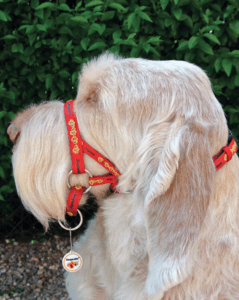 Dog Head Collars | Automatically Leading The Way