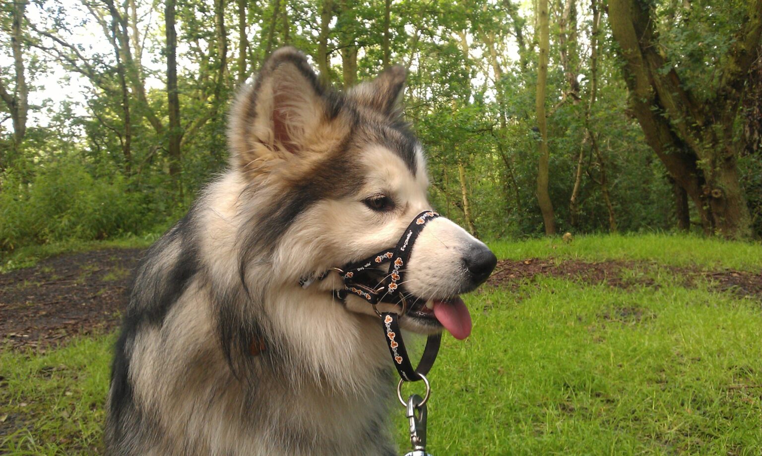 Dog head collar | Padded Headcollars - Dogmatic