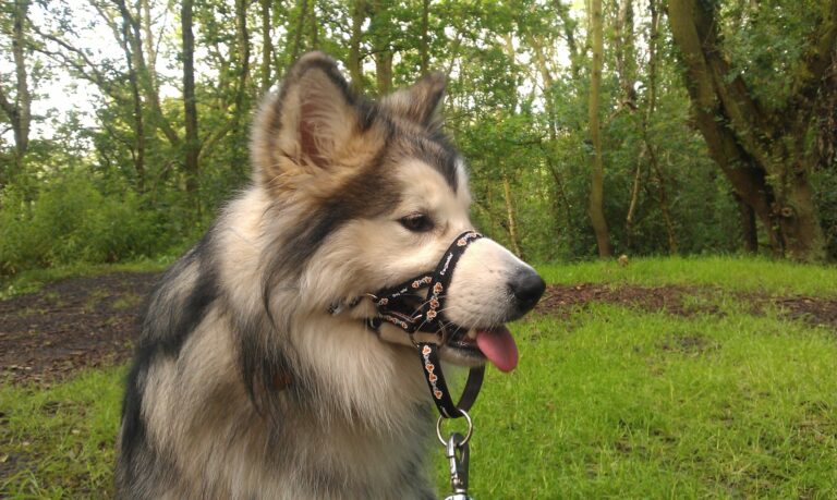 Dog head collar | Padded Headcollars - Dogmatic