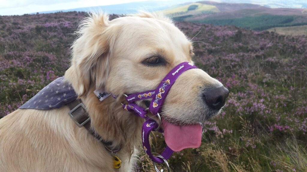 How to Get a Dog Used to a Headcollar | Dogmatic