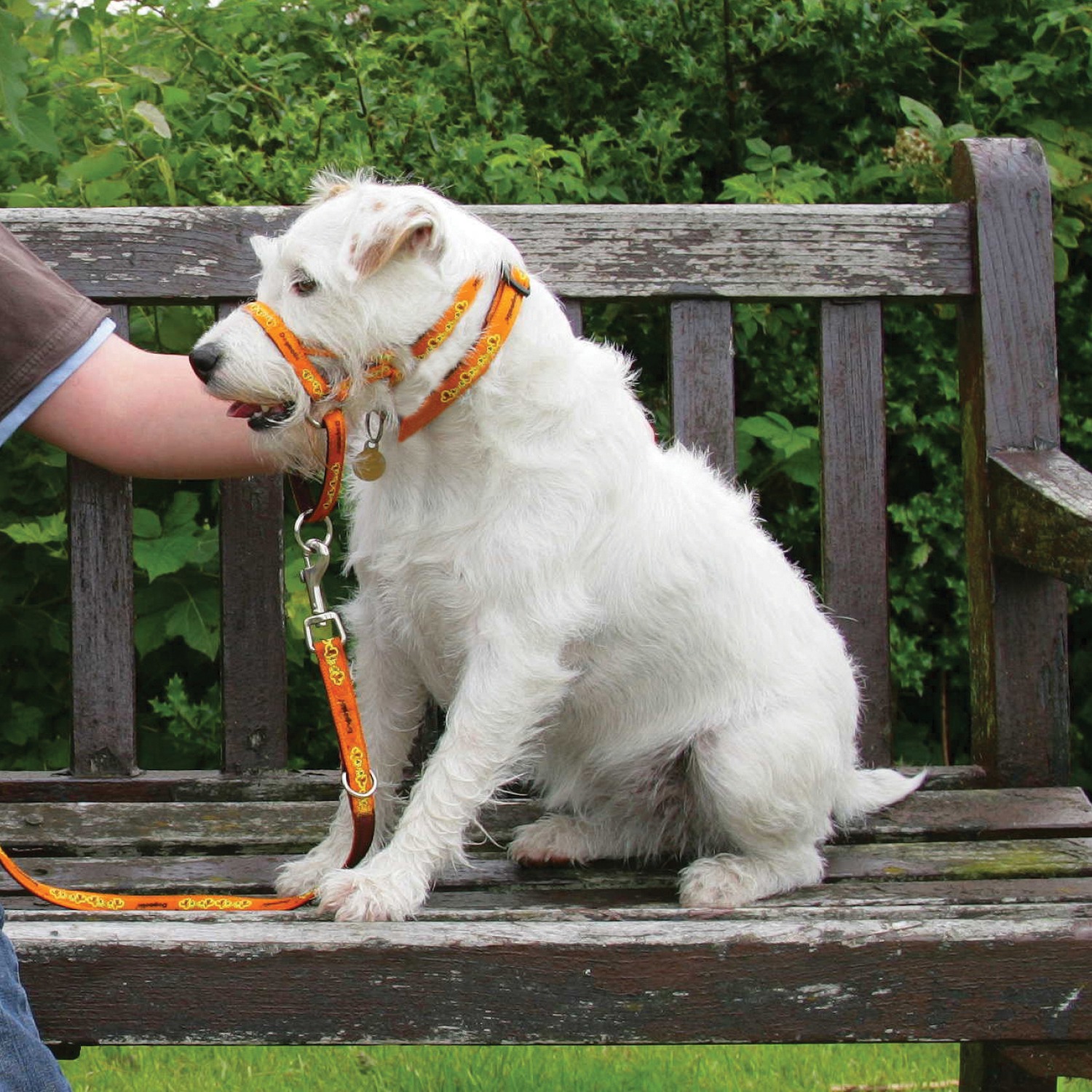 How To Train A Dog To Walk On The Lead - Dogmatic