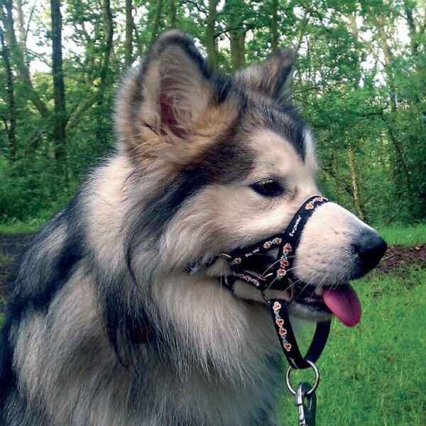 Dogmatic | Automatically Leading The Way