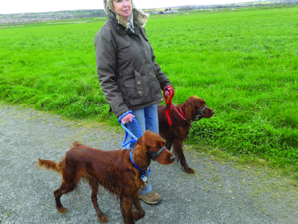 Dog head collar | Padded Headcollars - Dogmatic