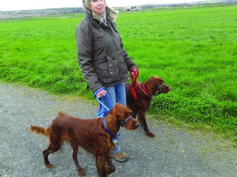 Dog head collar | Padded Headcollars - Dogmatic