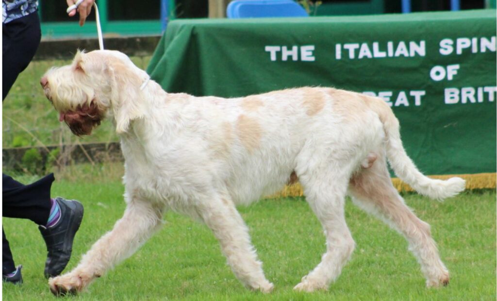 Freddie’s Journey | Dogmatic Dogs' Awards Story