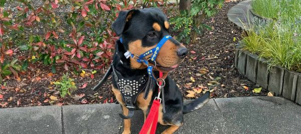 Dog head collar | Padded Headcollars - Dogmatic