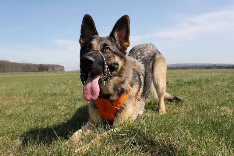 Dog head collar | Padded Headcollars - Dogmatic